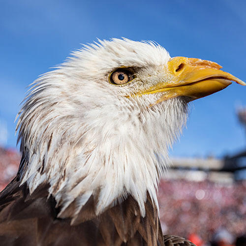 Auburn University Raptor Center - Auburn Giving