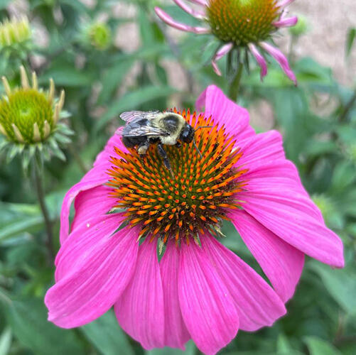 Inspire Champions for Pollinator Care - Tiger Giving Day