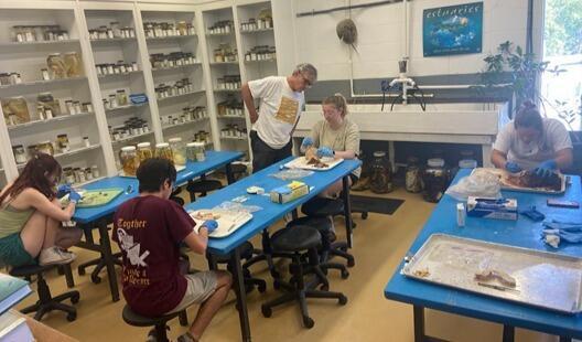 Tag a Shark - University of Florida Affinity Giving