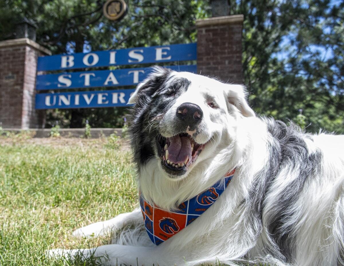 2026 Dogs of Boise State - Boise State Crowdfunding